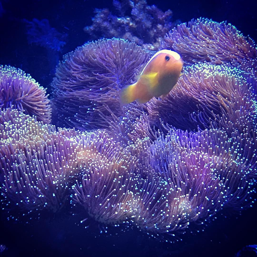 Best Custom Aquariums and Coral Experts – Northern NJ NYC Aquariums ...