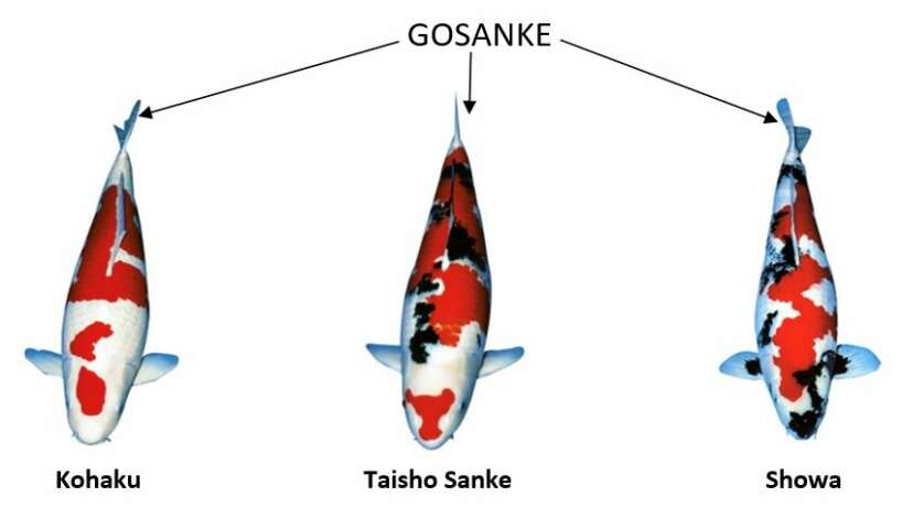 Japanese Koi (Nishikigoi) at JKFish – Best Custom Aquariums and Coral ...