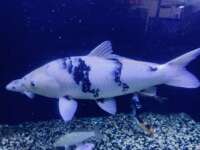Japanese Koi (Nishikigoi) at JKFish – Best Custom Aquariums and Coral ...