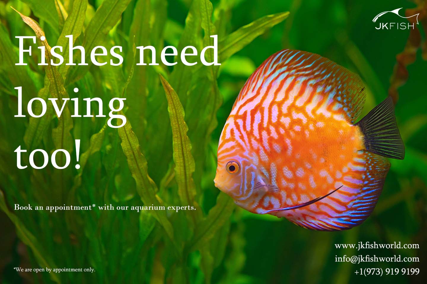 Fishes need loving too! – Best Custom Aquariums and Coral Experts