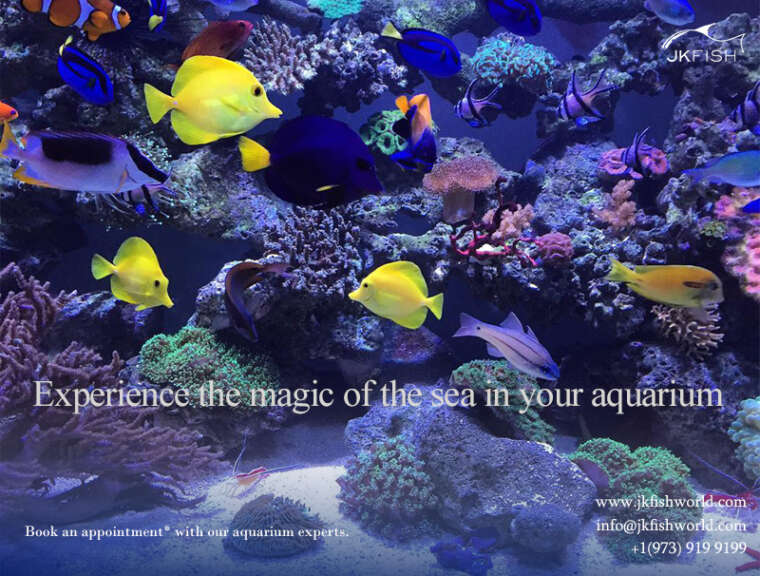 Experience the magic of the sea in your aquarium – Best Custom ...