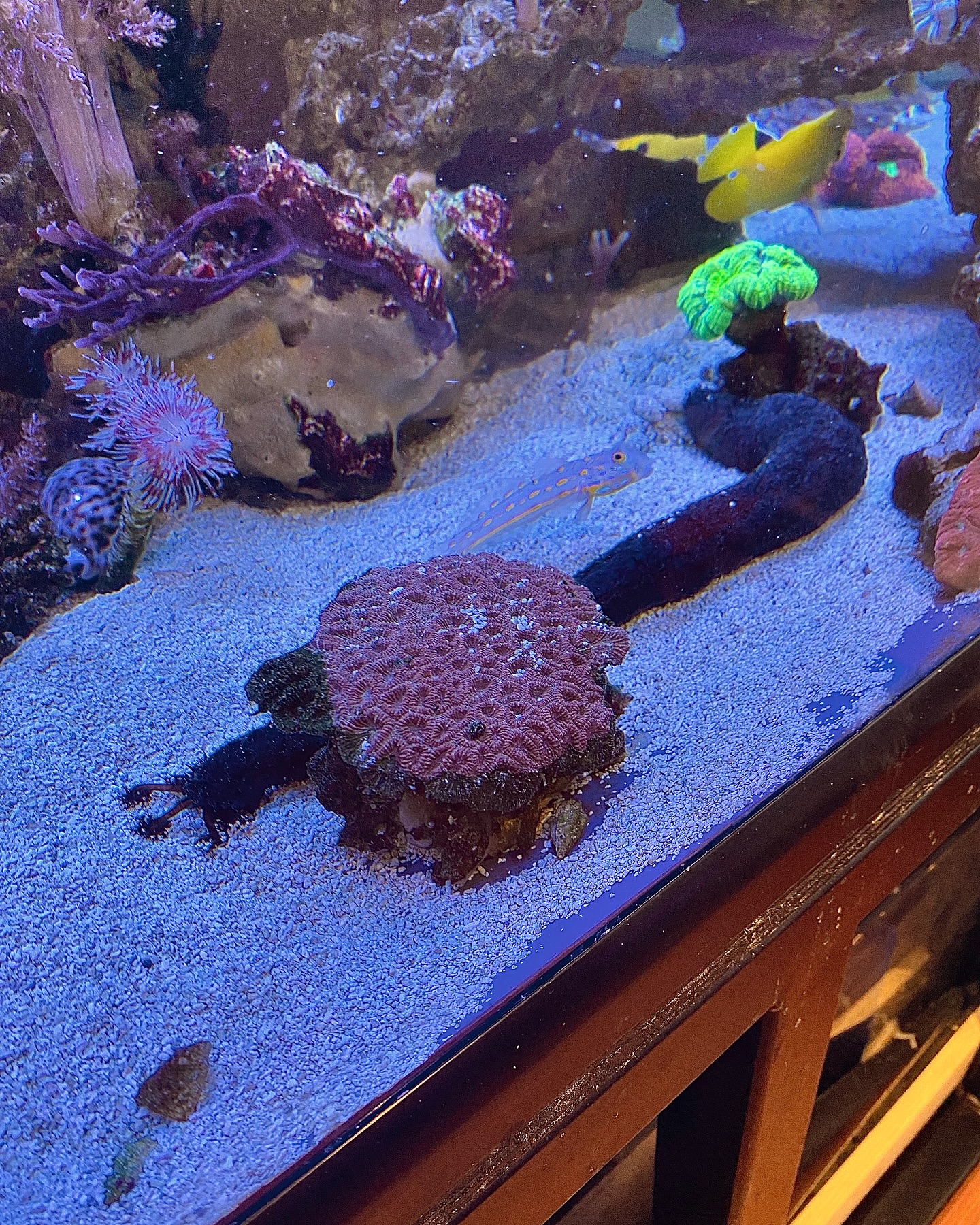 18 Inch Long Sea Cucumber – Best Custom Aquariums and Coral Experts