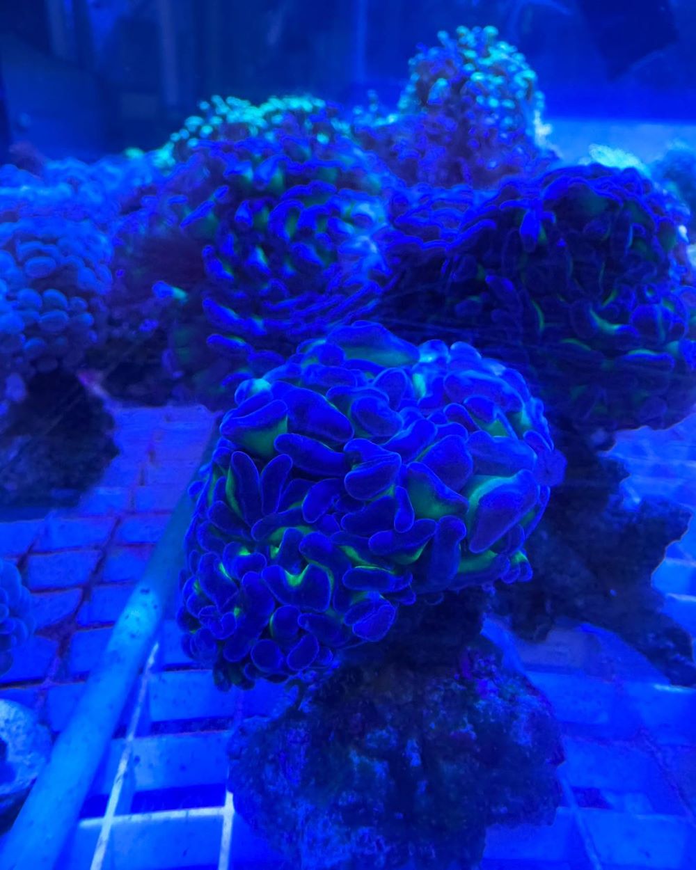 Big news for reef lovers! Our online coral store is now LIVE! 🎉 – Best ...