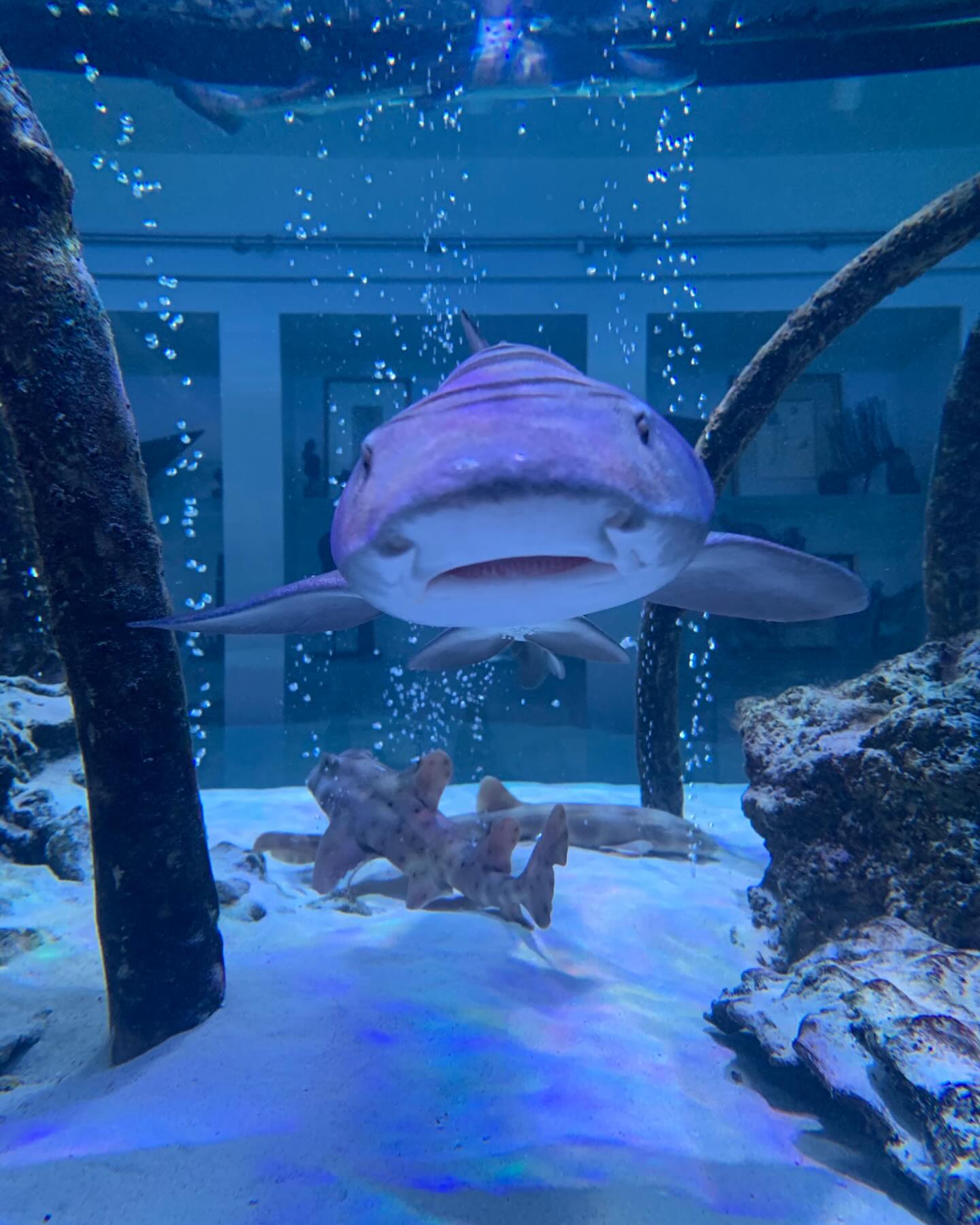 It’s Shark Week – Time to Build Your Own Tank of Terror! – Best Custom ...